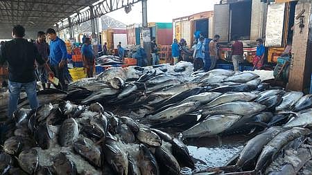 Fish aplenty, but other-state boats spoil joy for Kerala