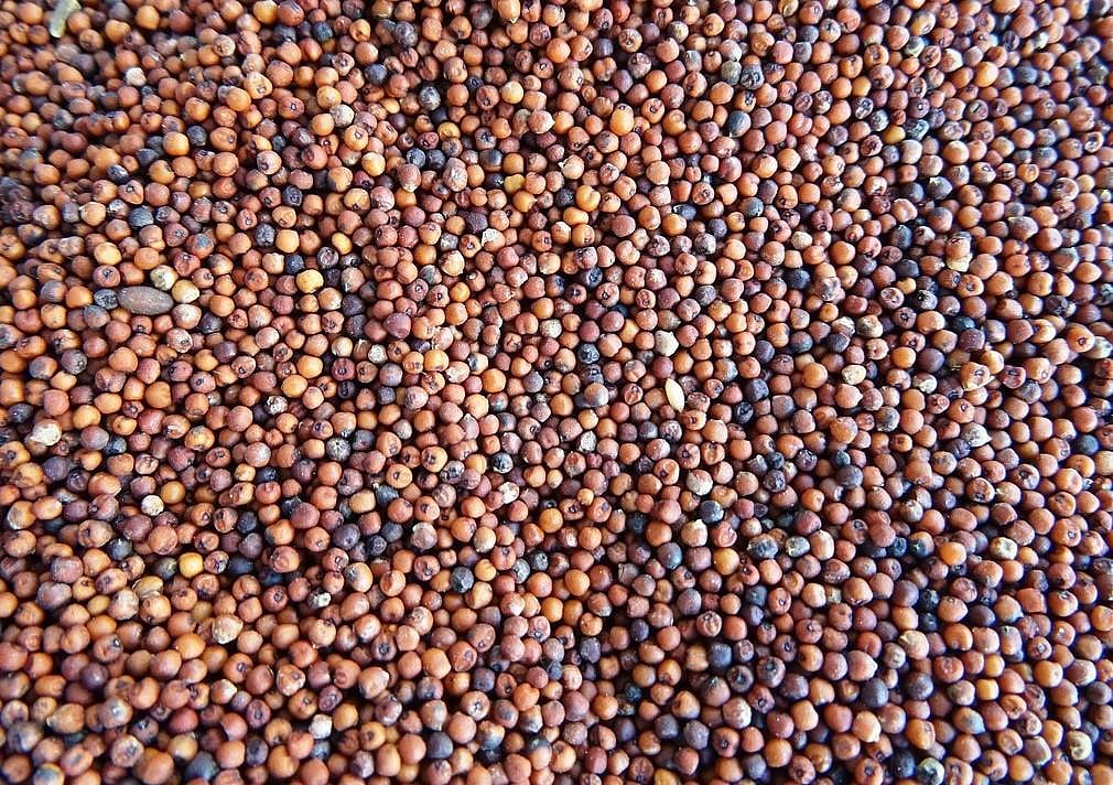 Spurt in ragi procurement at DPCs in Dharmapuri