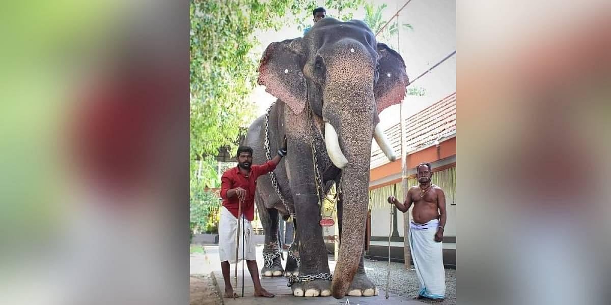 Tusker Paramekkavu Devidasan dies