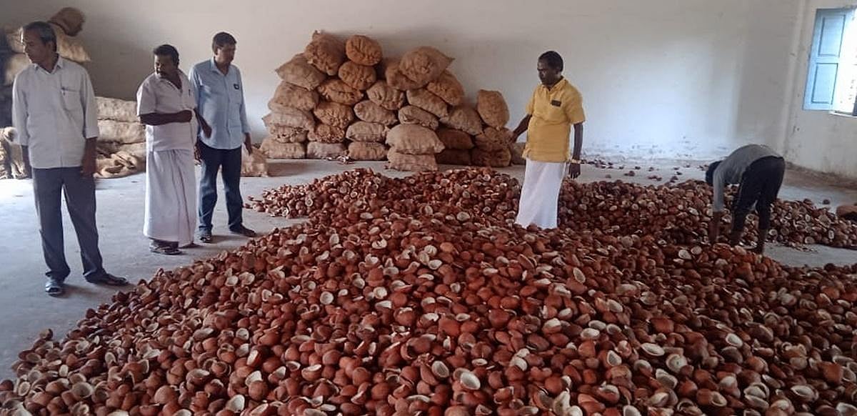 407 tonnes of copra procured in 15 days in Thanjavur district