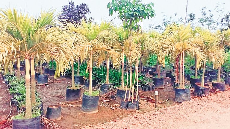 Thieves target Mirchi Marigold at Kadiyam
