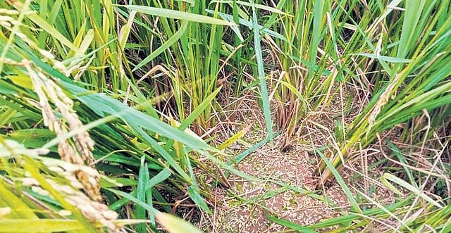 Unknown disease ruins paddy crop, dashes farmers’ hope in Odisha