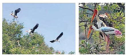 Siberian birds find Veerapuram ideal for nesting