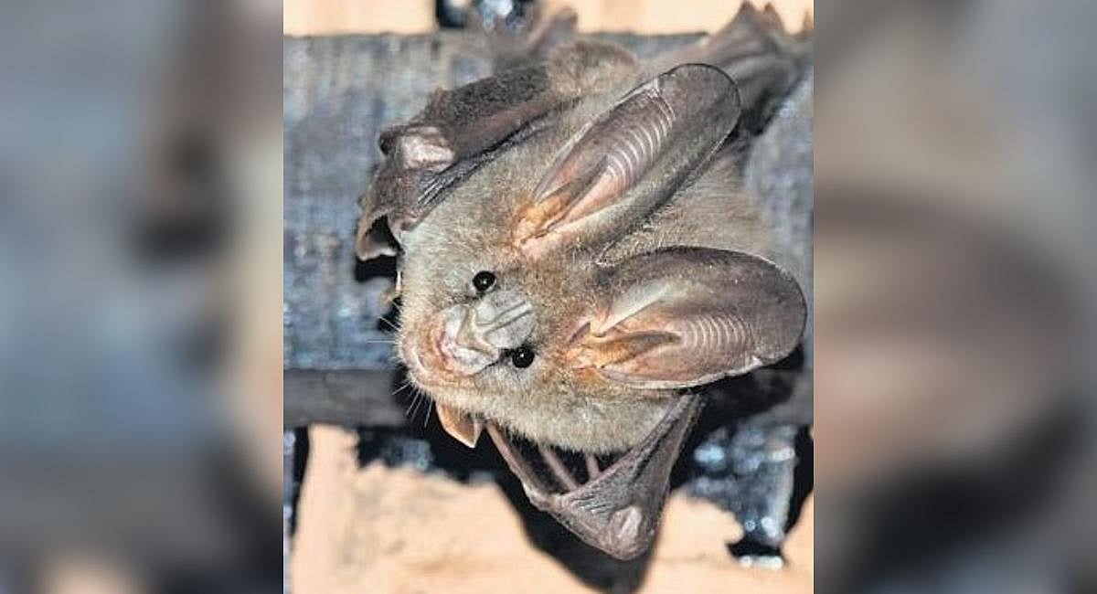 In a 1st, radio tracking used to study insect prey pattern