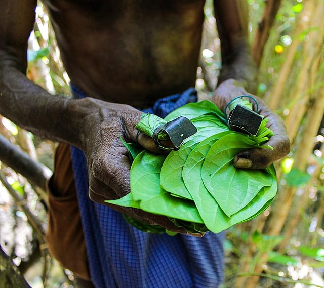 Spicy Authoor vetrilai of Tamil Nadu bags GI tag