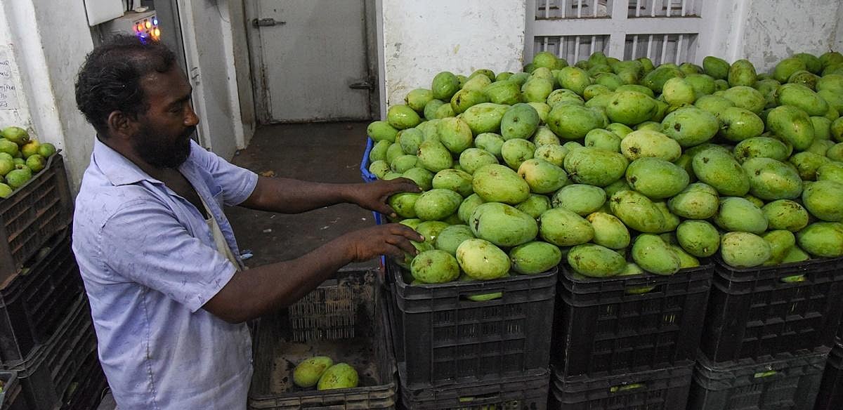 Mango supply down by 25 per cent in Tiruchy, but price unchanged: Traders