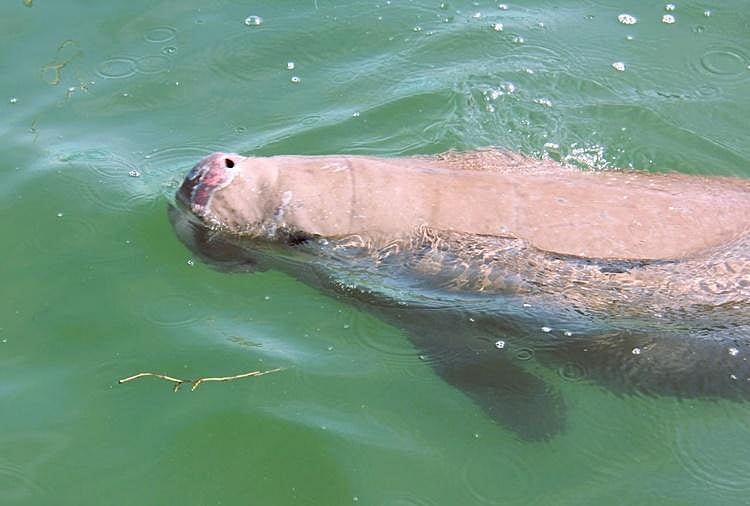 Dugong trapped in fishing nets off Manora coast released in hour-long ...