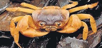 Naturalist duo discovers new crab genus