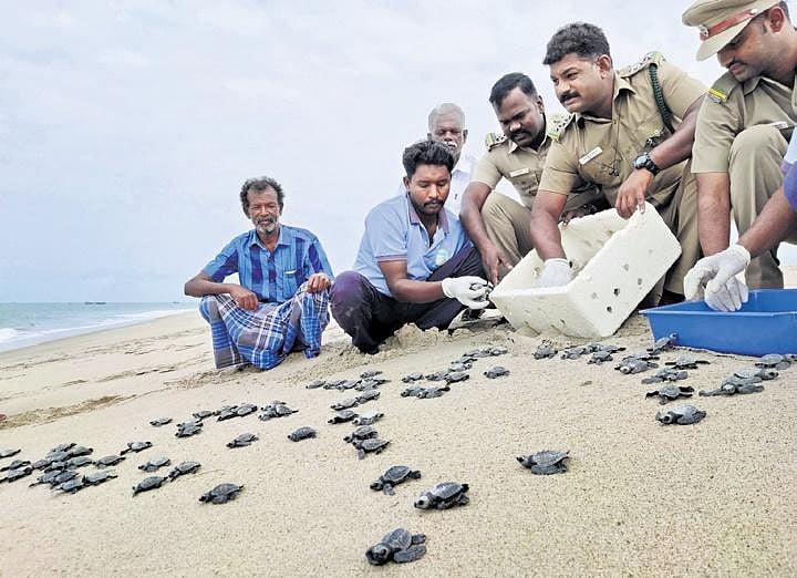 State sets new record in turtle conservation