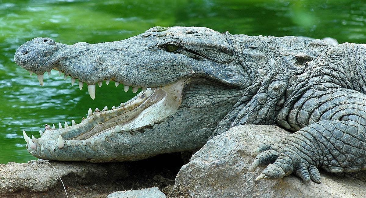 Plan to deal with human-crocodile conflicts