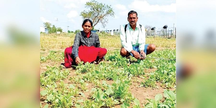 As rains ravage crops in Telangana, ryots pin hopes on govt