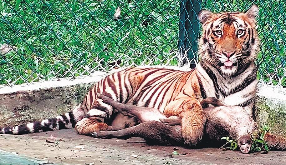 Trace tiger-poaching rackets, Madras High Court tells Tamil Nadu govt