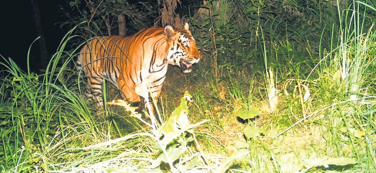 AP forest officials form two teams, set up 50 additional camera traps ...