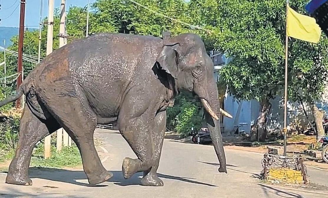 Rogue elephant 'Arikomban' captured after being tranquilised in TN ...
