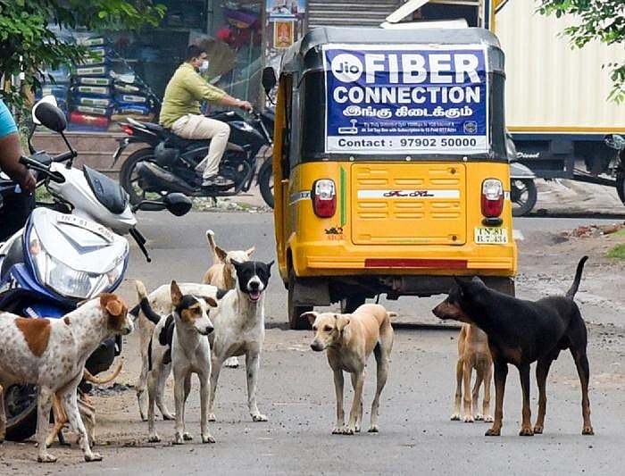Tiruchy Corporation embarks on survey to assess stray dog population