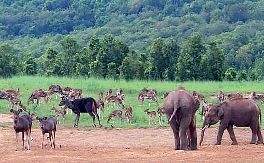 Similipal Tiger Reserve needs special armed force to protect its fauna