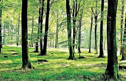 Govt aims to revive 26mn hectares of forest land by 2030