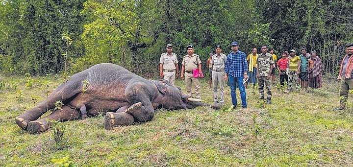 Two killed by elephants in Odisha, lightning hits a tusker