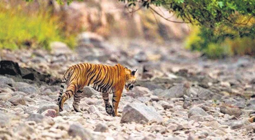 30 per cent drop in tiger population in Wayanad