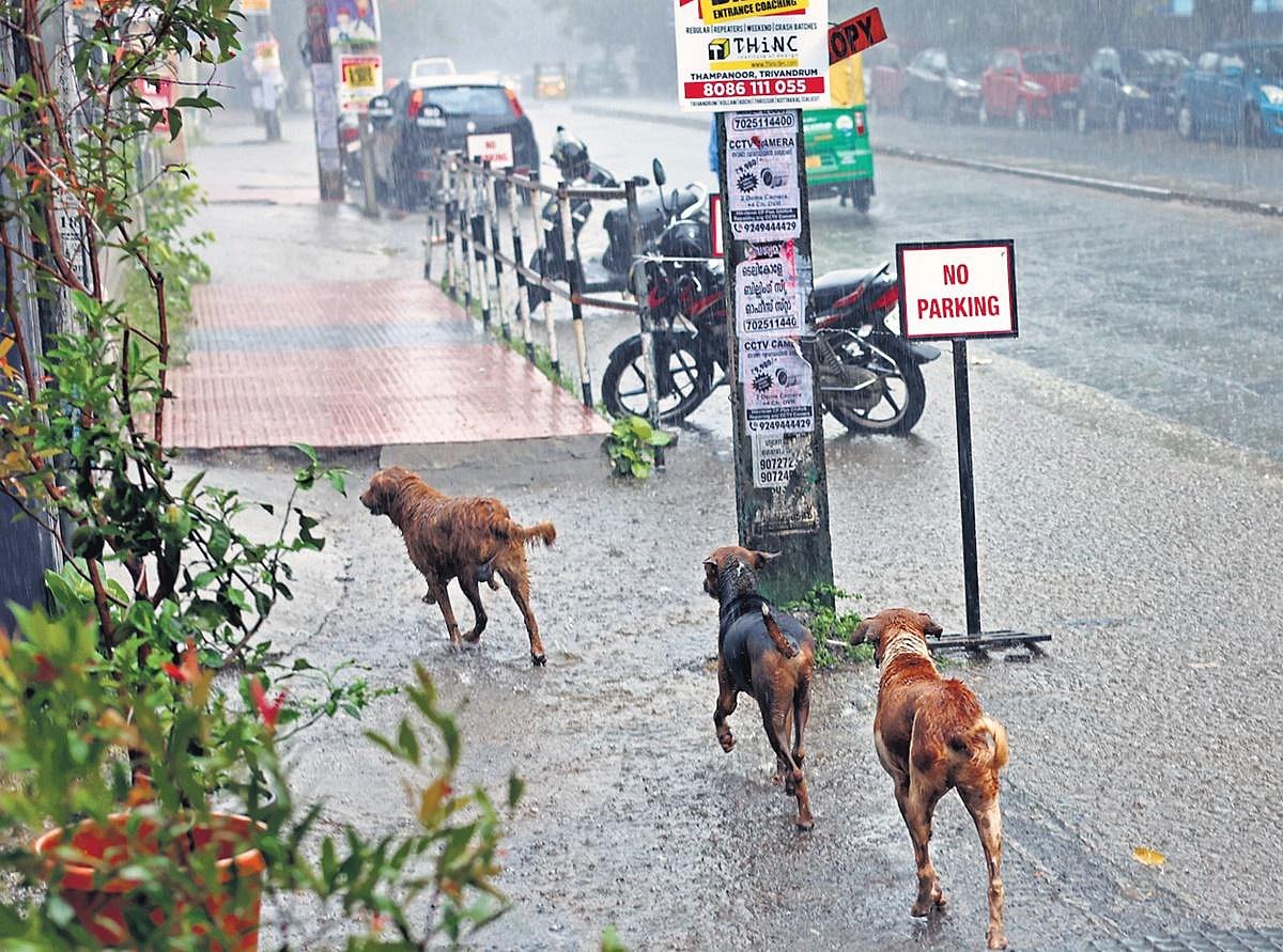 Kerala govt to use legal provisions to cull dangerous stray dogs