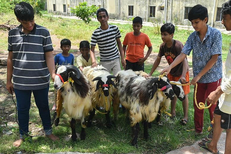 Soaring prices of sheep in Andhra skew demand for Bakrid