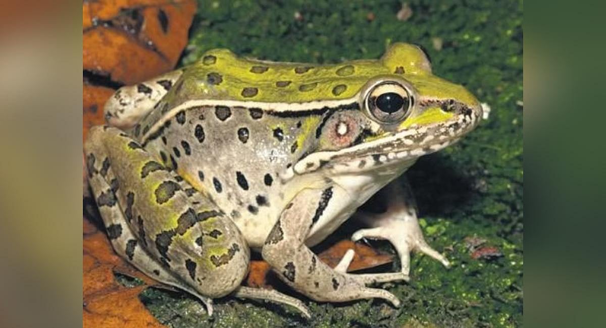 Centre under Kerala Forest Research Institute to map state’s frog ...