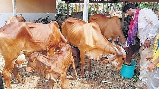 Karnataka milk union decision would have affected us: Farmers