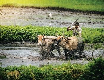 Monsoon delay hits sowing of Kharif crops in Odisha