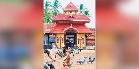 Offered by devotees, roosters rule roost at Kerala's Thrissur temple