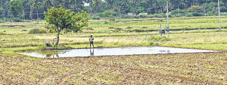 TN lost 16L hectares in net sown area, govt plans new land policy