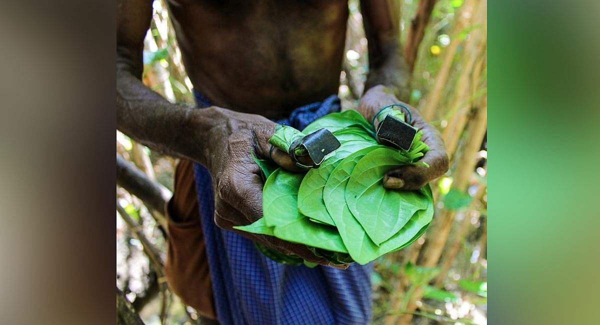 Geographical Indication certificate issued for Authoor betel leaves
