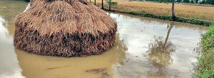 Floods damage around 2.40 lakh hectares of paddy in Punjab