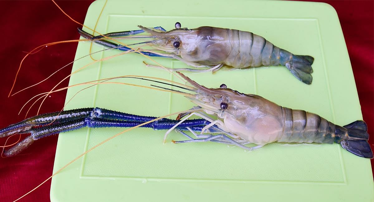CIFA’s GI scampi to give new life to fish farming