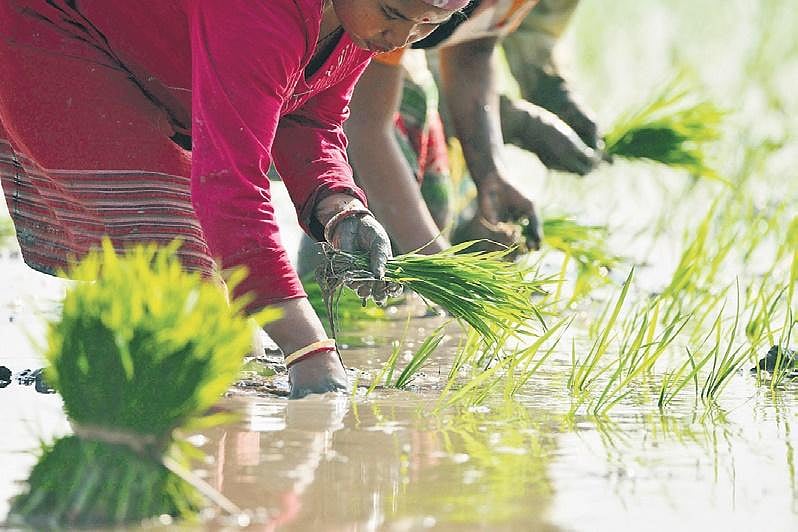 Significance of Hareli festival: Transforming farmers’ lives