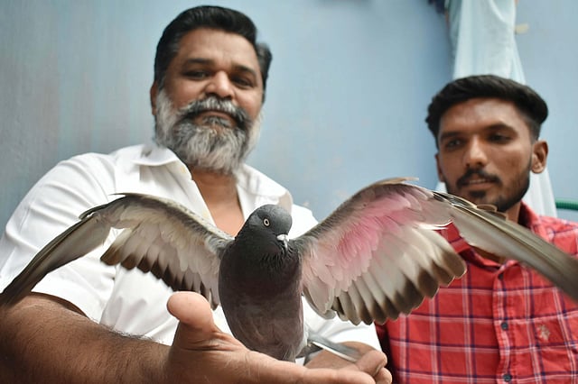 Flying for seven days, ‘Karnapura’ pigeon creates history in Coimbatore ...