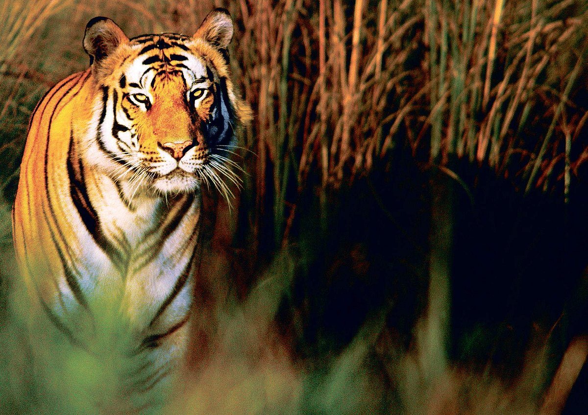 Tigers in TN forests make a giant leap, numbers up four-fold in 16 years