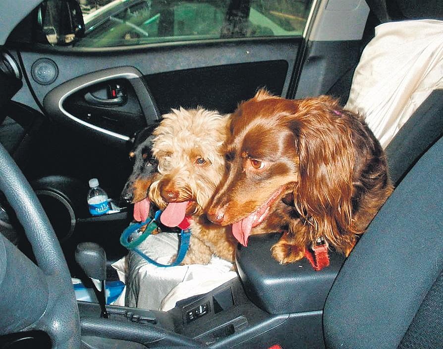 The perils of leaving animals locked in vehicles