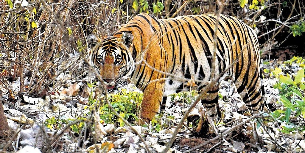 Tiger count on the rise in Andhra Pradesh, declining in Telangana: Report
