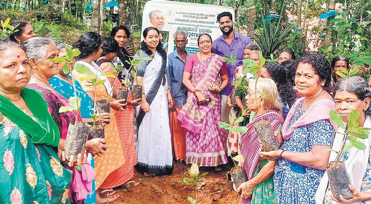 Mezhuveli panchayat to become cashew village in Kerala