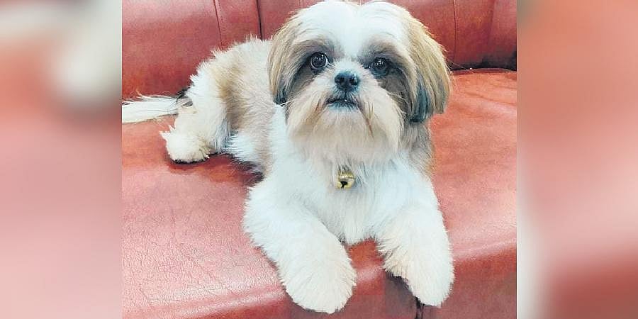 As Shih Tzus turn a fad, sham grooming centres crop up in Kerala