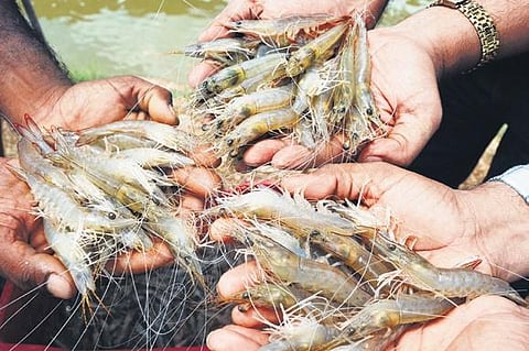 GI Indian prawn to take ‘vannamei’ head on