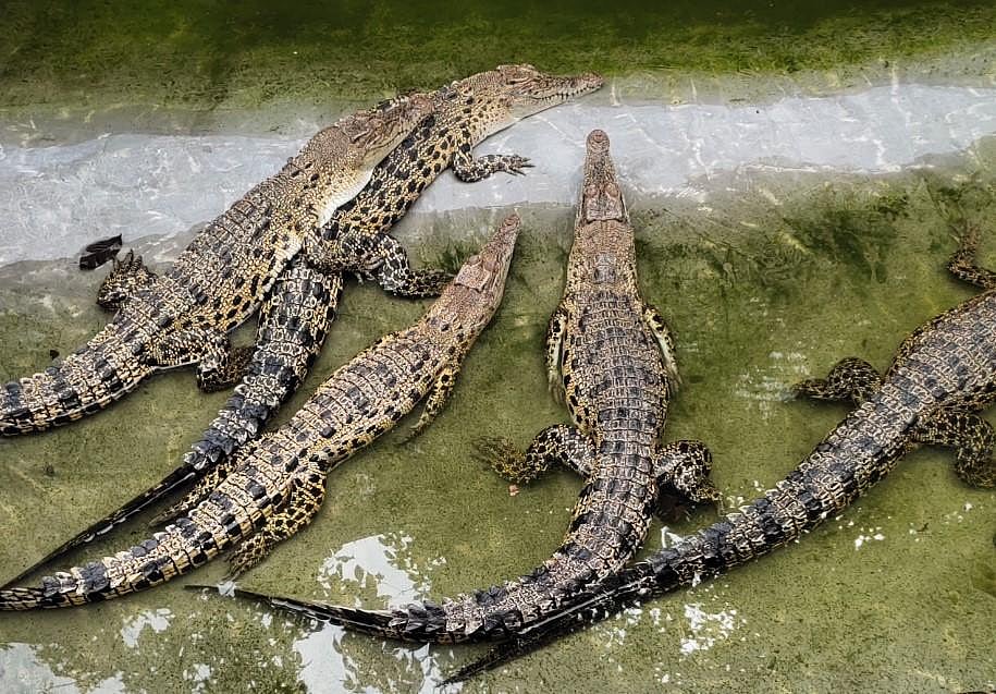 2,500 baby saltwater crocodiles born in Bhitarkanika