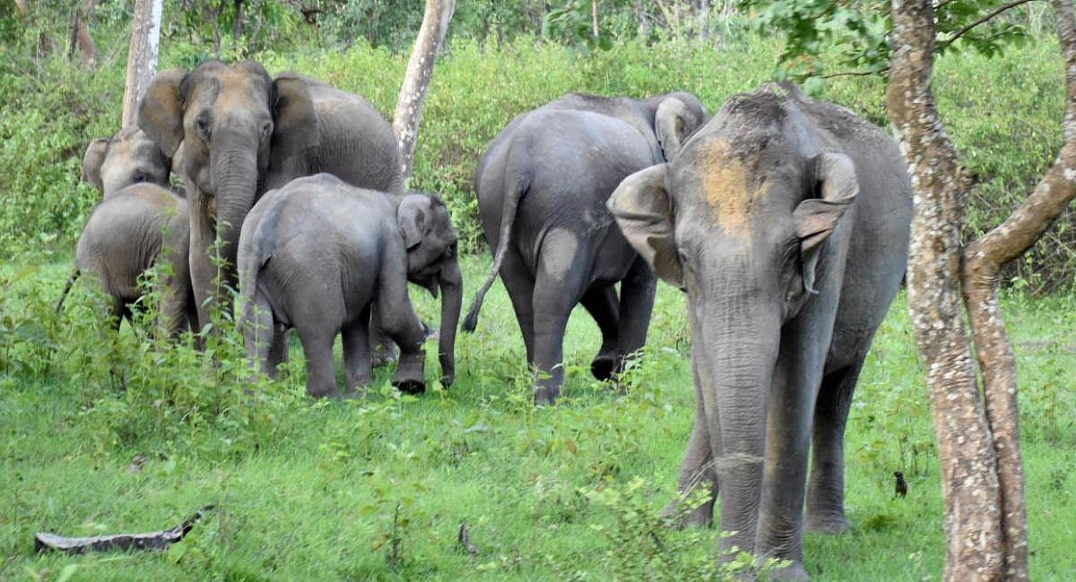 With an elephant population of 6,395, Karnataka No 1 in south
