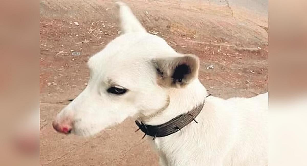 Owners affix nails on dog collars to protect them from leopards