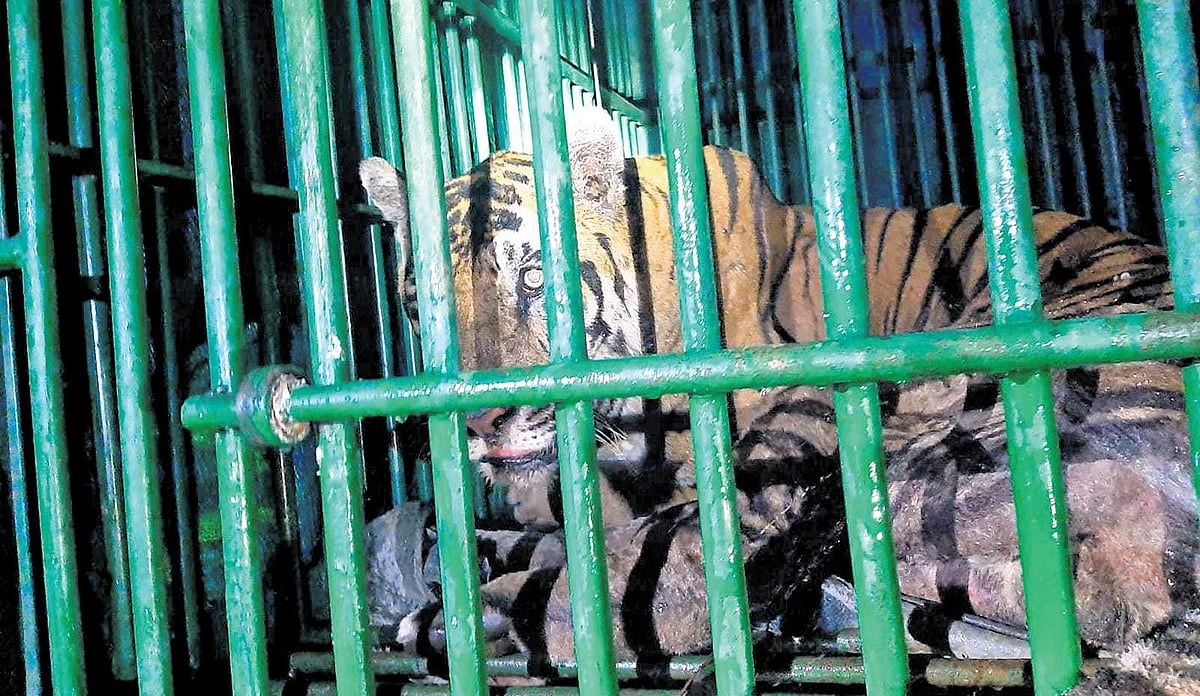 Tiger caged in Kerala; visuals of bear on prowl triggers panic