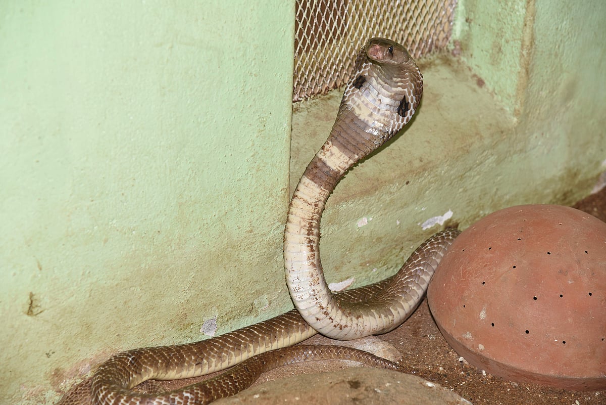 Wildlife officials seize 26 poisonous snakes in Odisha, bust inter ...