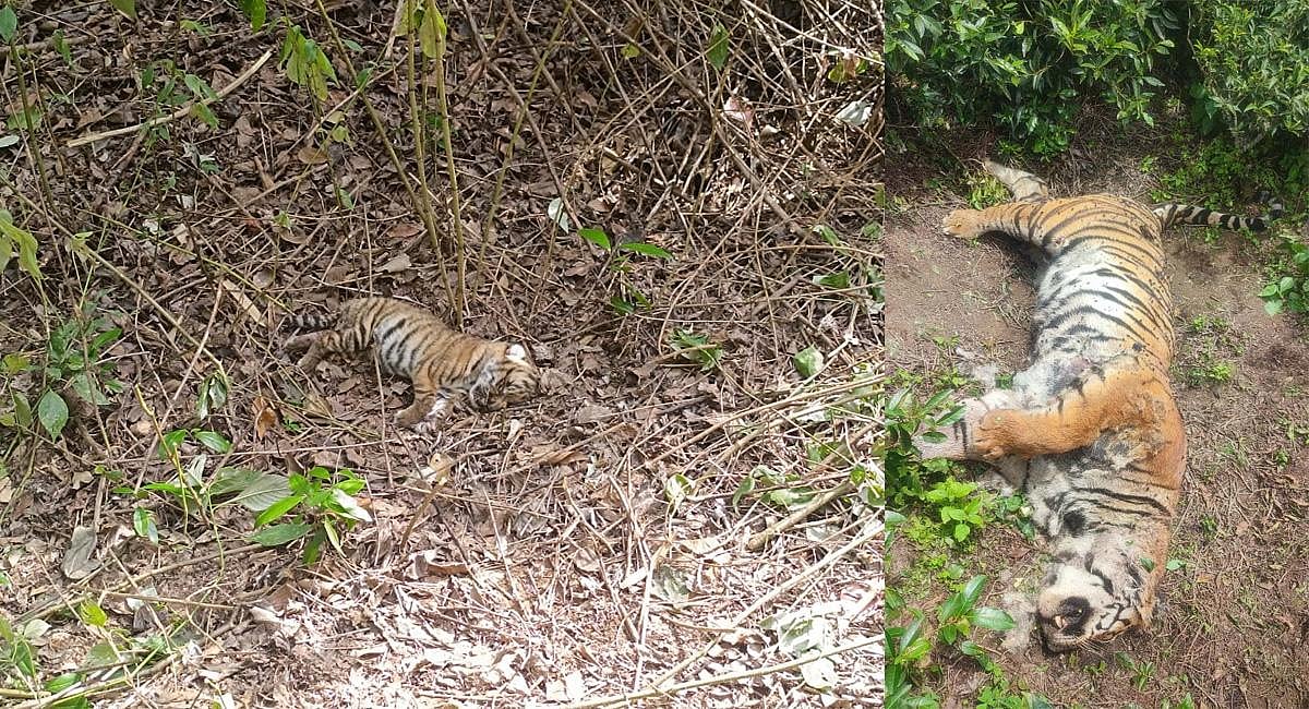 Two tiger cubs found dead at TN's Mudumalai reserve
