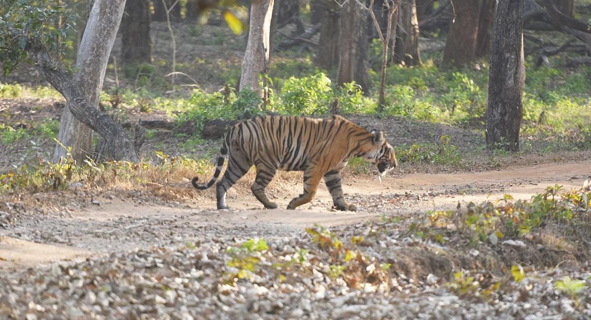 Low tiger count in Uttarakhand due to 'poor photos', claim state officials
