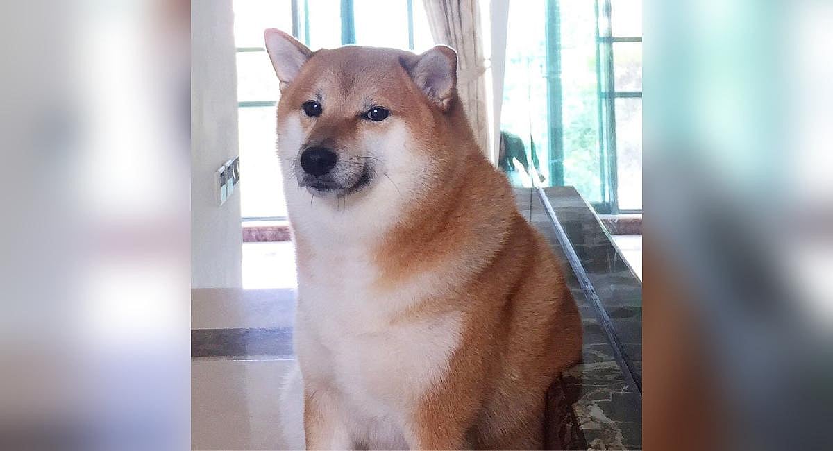 Internet's 'goodest' boy Cheems dies battling cancer at 12