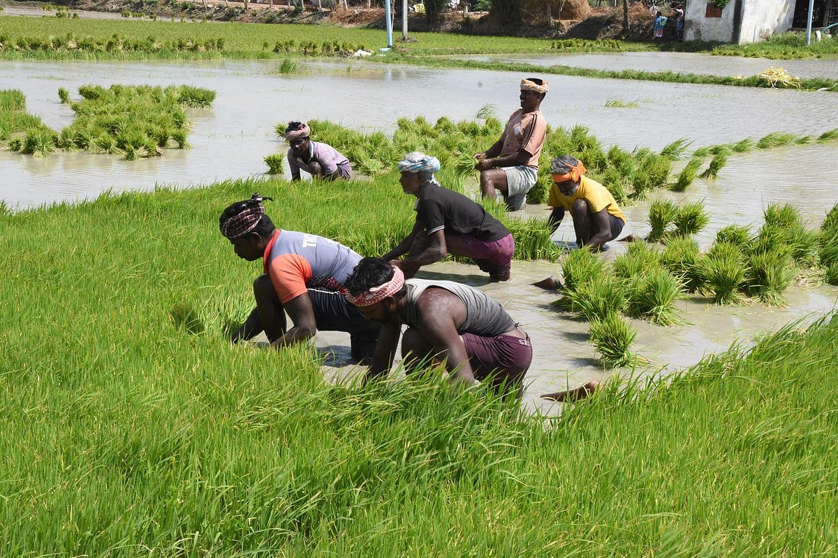 Aromatic and non-aromatic paddy farming takes a hit in Odisha
